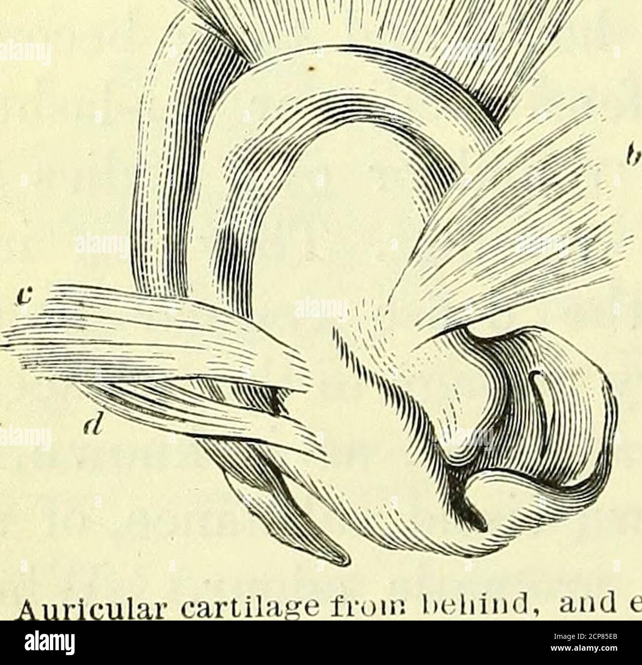 . On the anatomy of vertebrates [electronic resource] . ite the ...