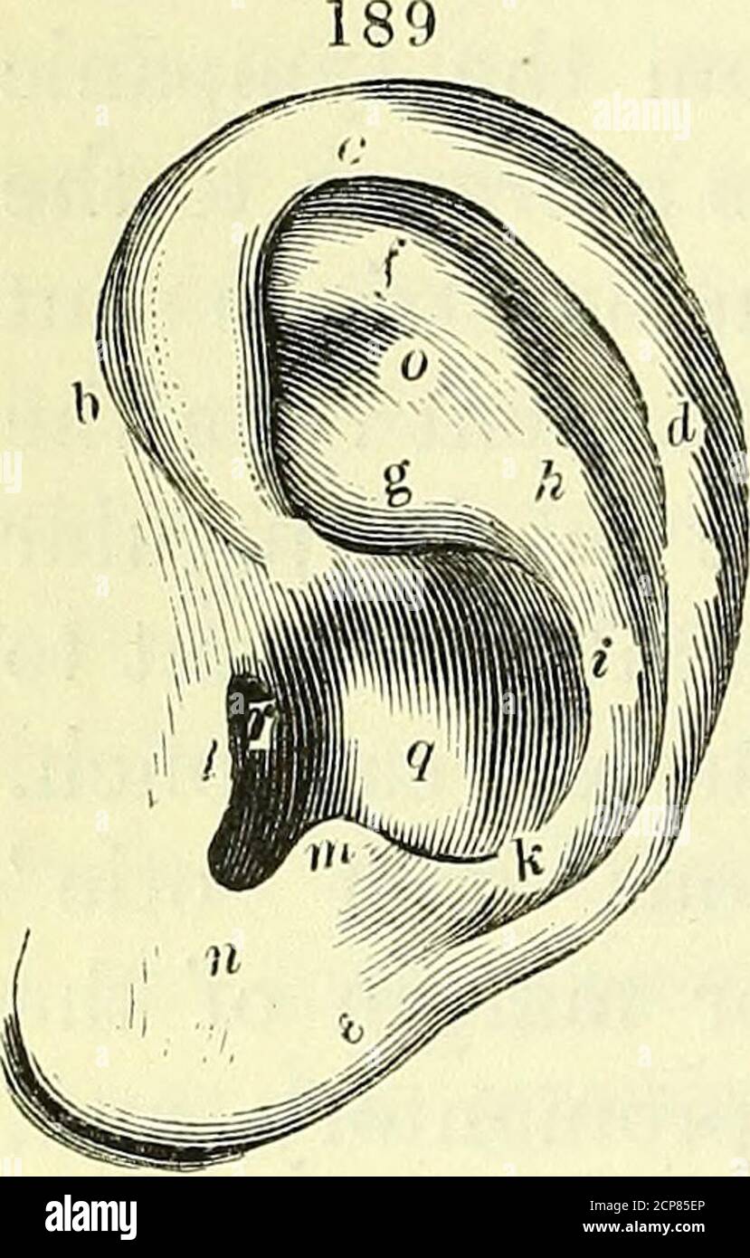 Anthropotomy hi-res stock photography and images - Alamy