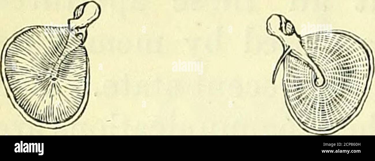 . On the anatomy of vertebrates [electronic resource] . h the malleus ...