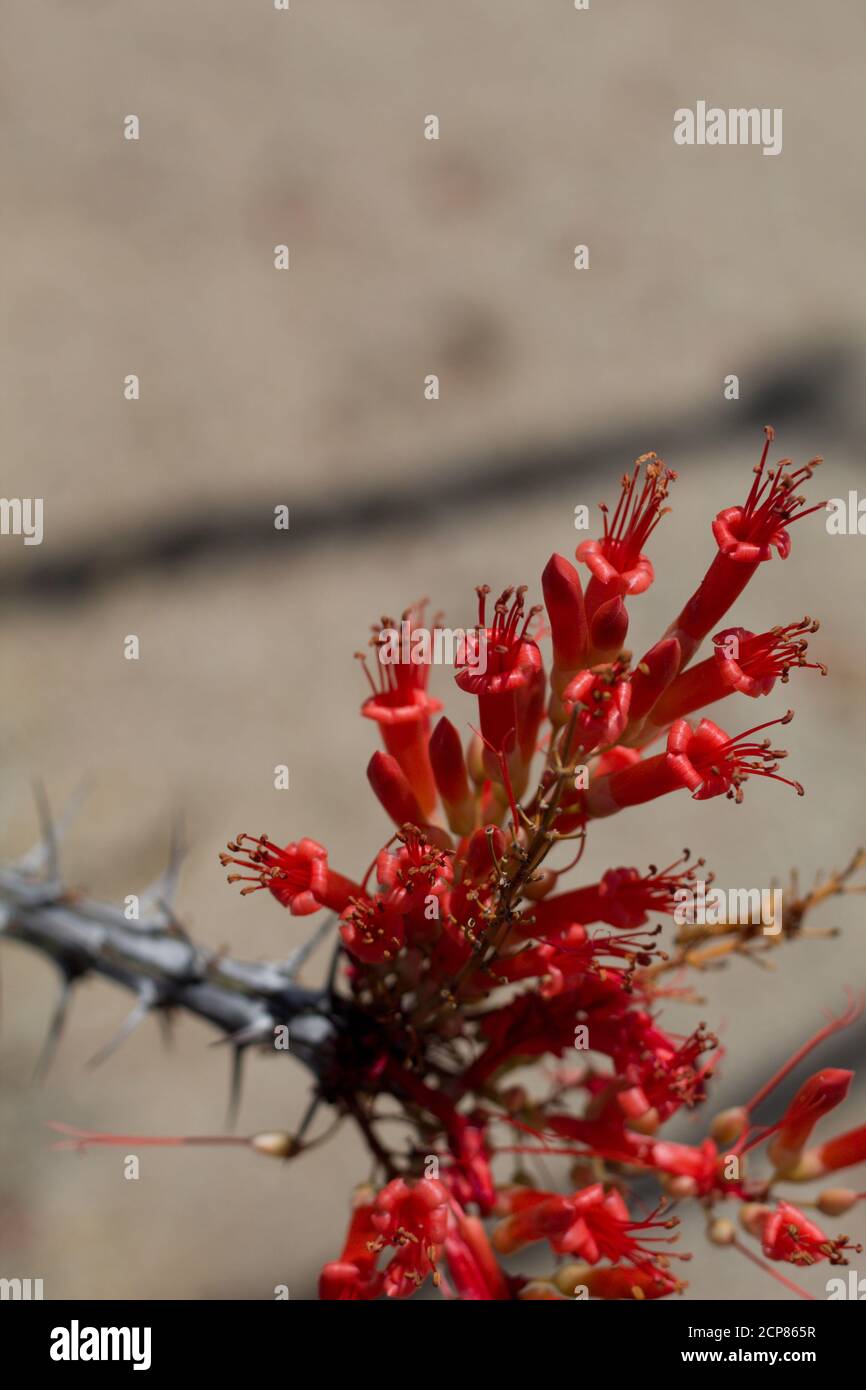 Panicle inflorescence hi-res stock photography and images - Alamy