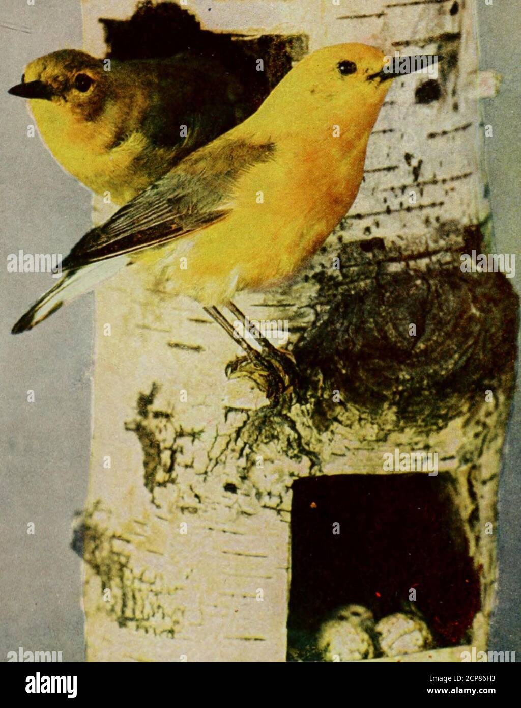 Albert moore birds hi-res stock photography and images - Alamy