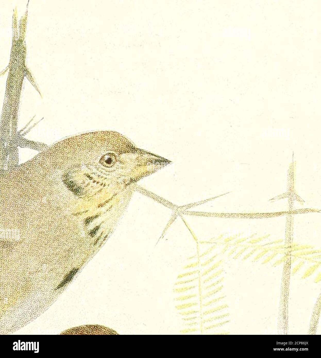 . Bird lore Stock Photo - Alamy