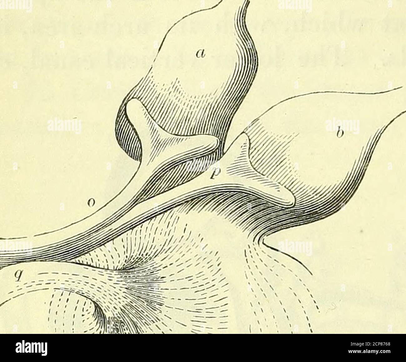 . On the anatomy of vertebrates [electronic resource] . Left osseous ...