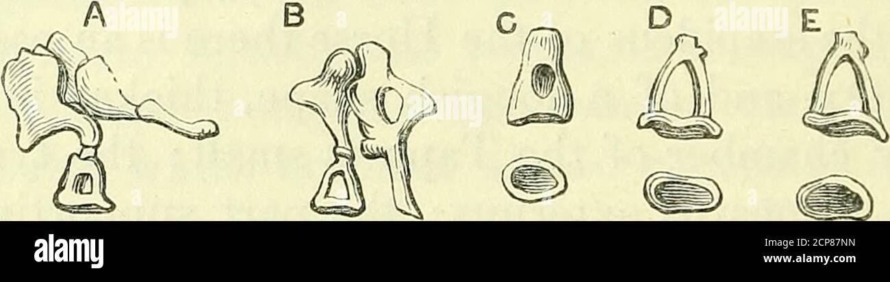 Stapes size hi-res stock photography and images - Alamy