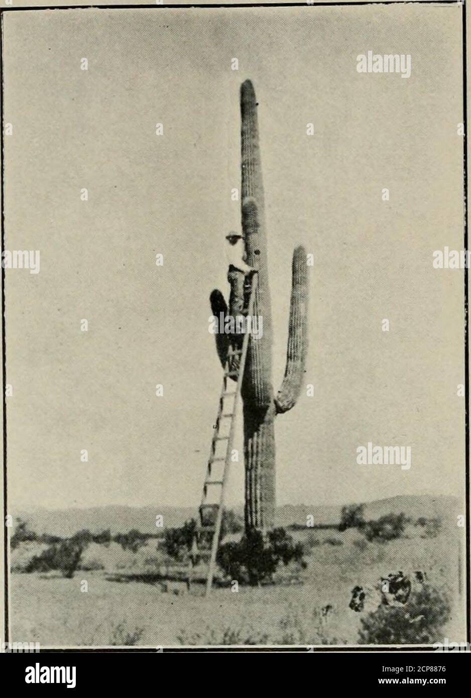 . The oist . THE OOLOGIST Stock Photo - Alamy