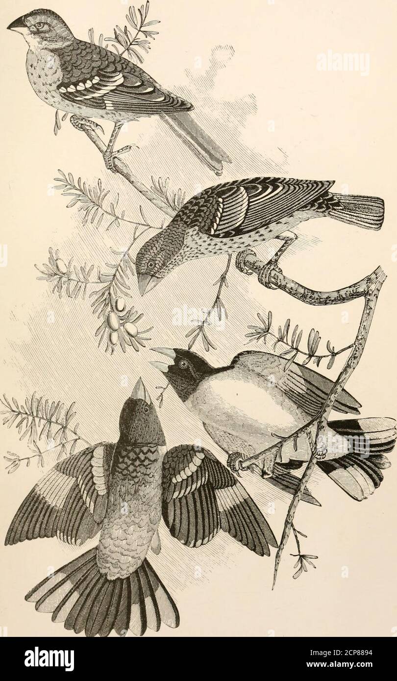 . The birds of New England and adjacent states : containing ...