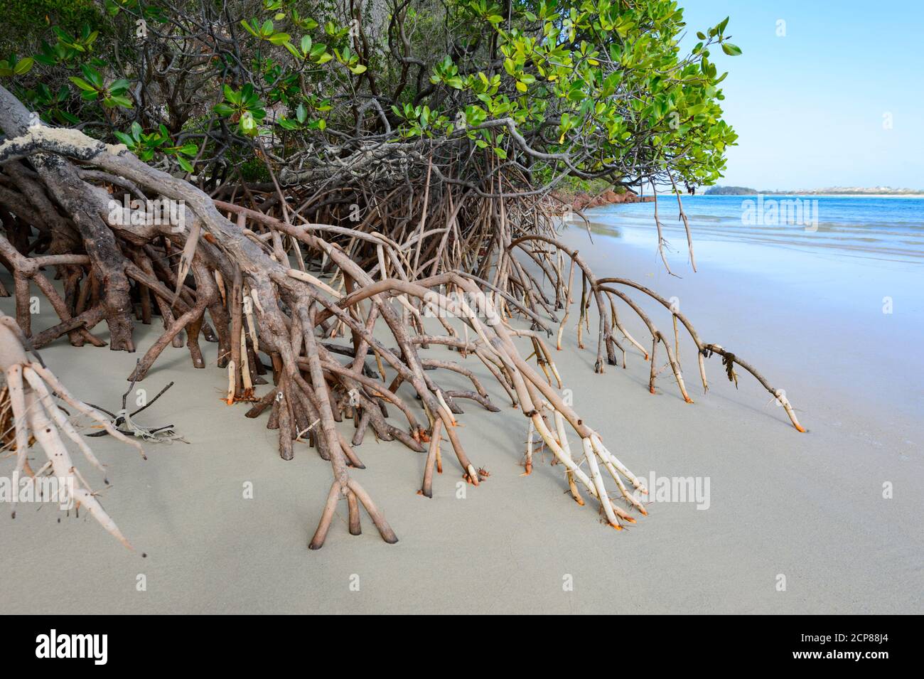 Aerial roots of coastal mangrove at Daliwuy Bay (Binydjarrnga), East ...