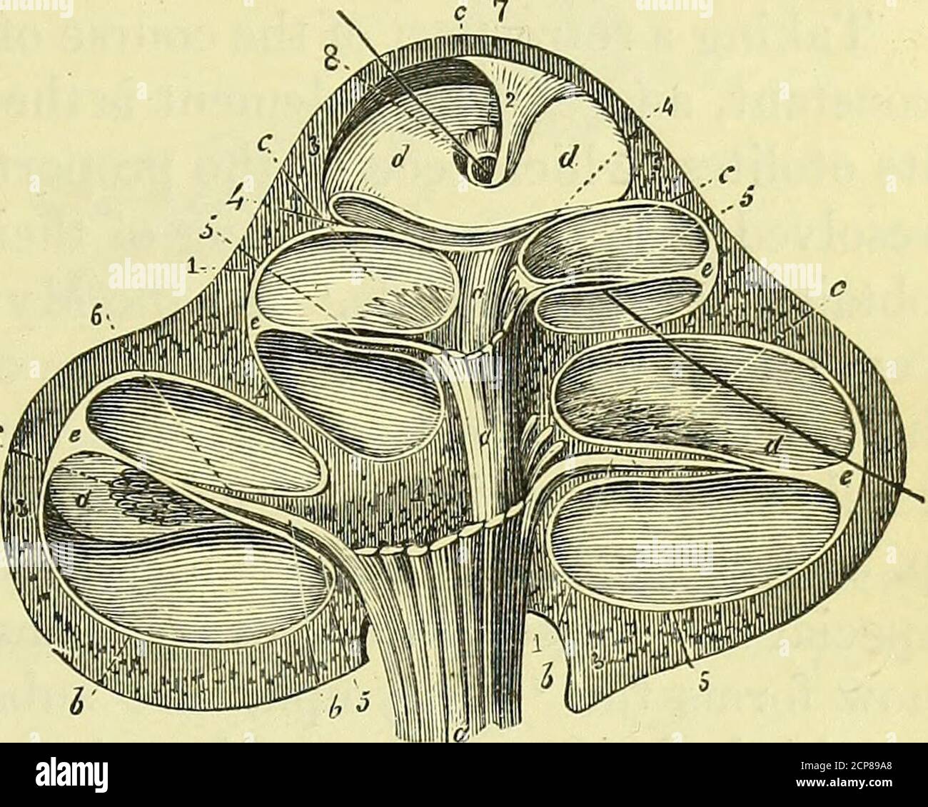 . On the anatomy of vertebrates [electronic resource] . ity, so ...