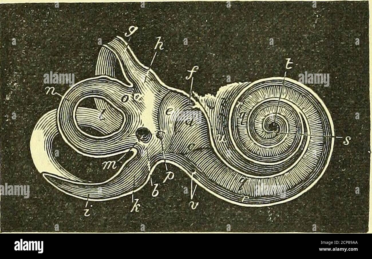 Fenestra Vestibuli High Resolution Stock Photography and Images - Alamy