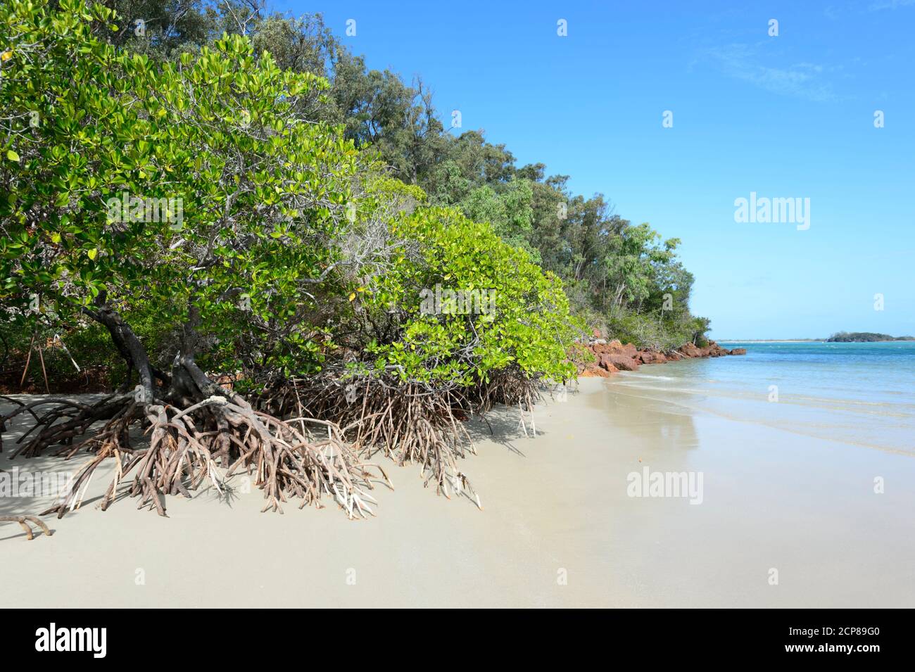 Coastal mangrove at Daliwuy Bay (Binydjarrnga), East Arnhem Land ...