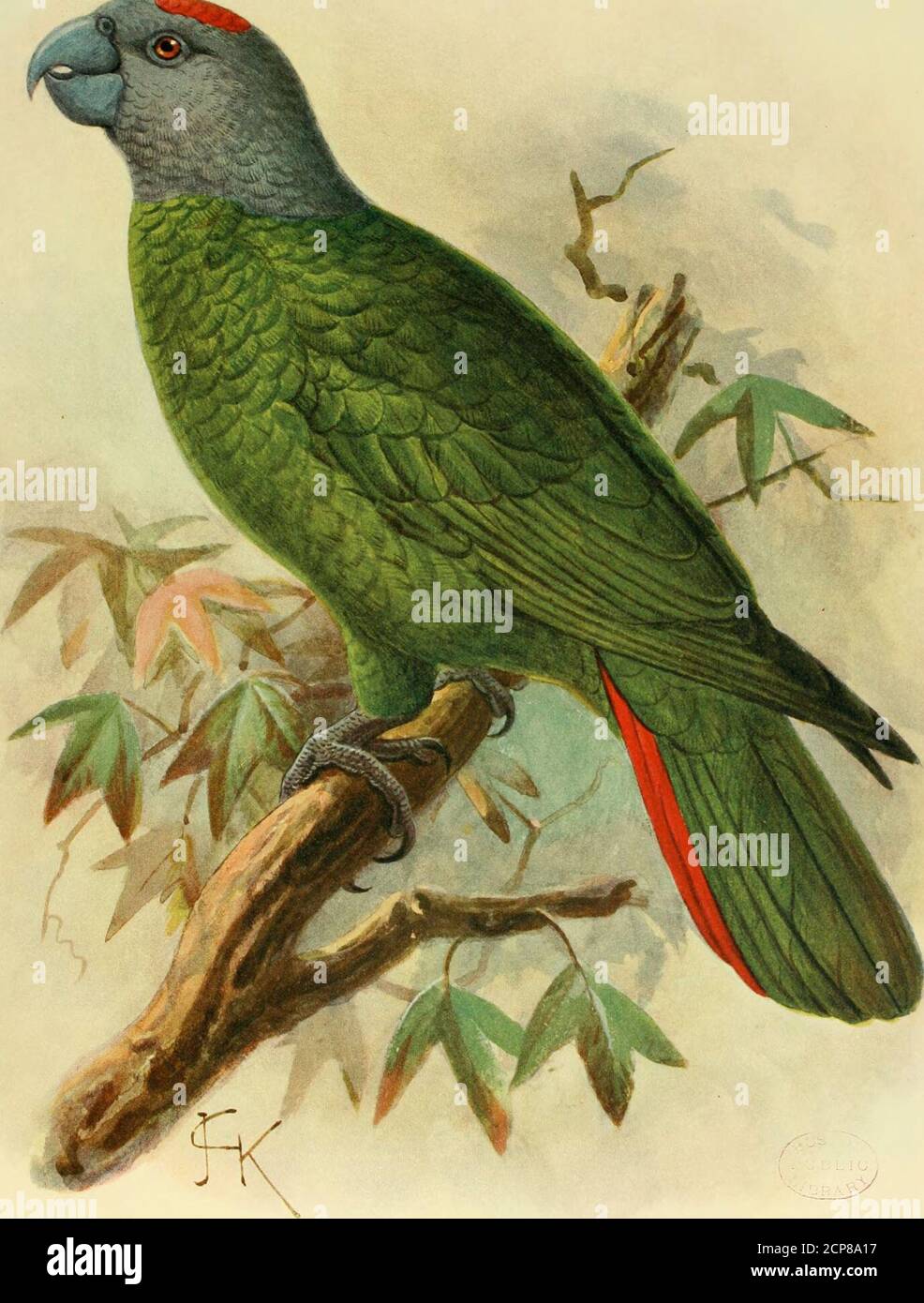 . Extinct birds : an attempt to unite in one volume a short account of ...