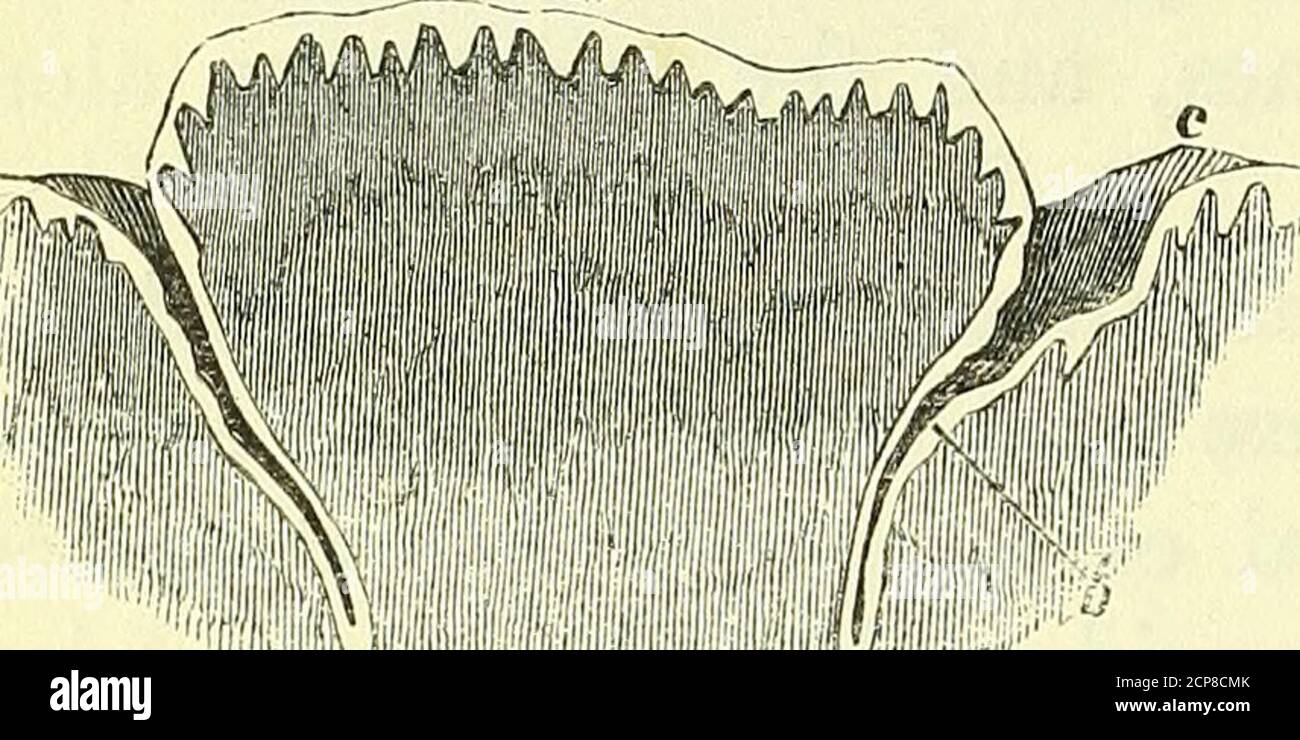 . On the anatomy of vertebrates [electronic resource] . helium, whichis ...