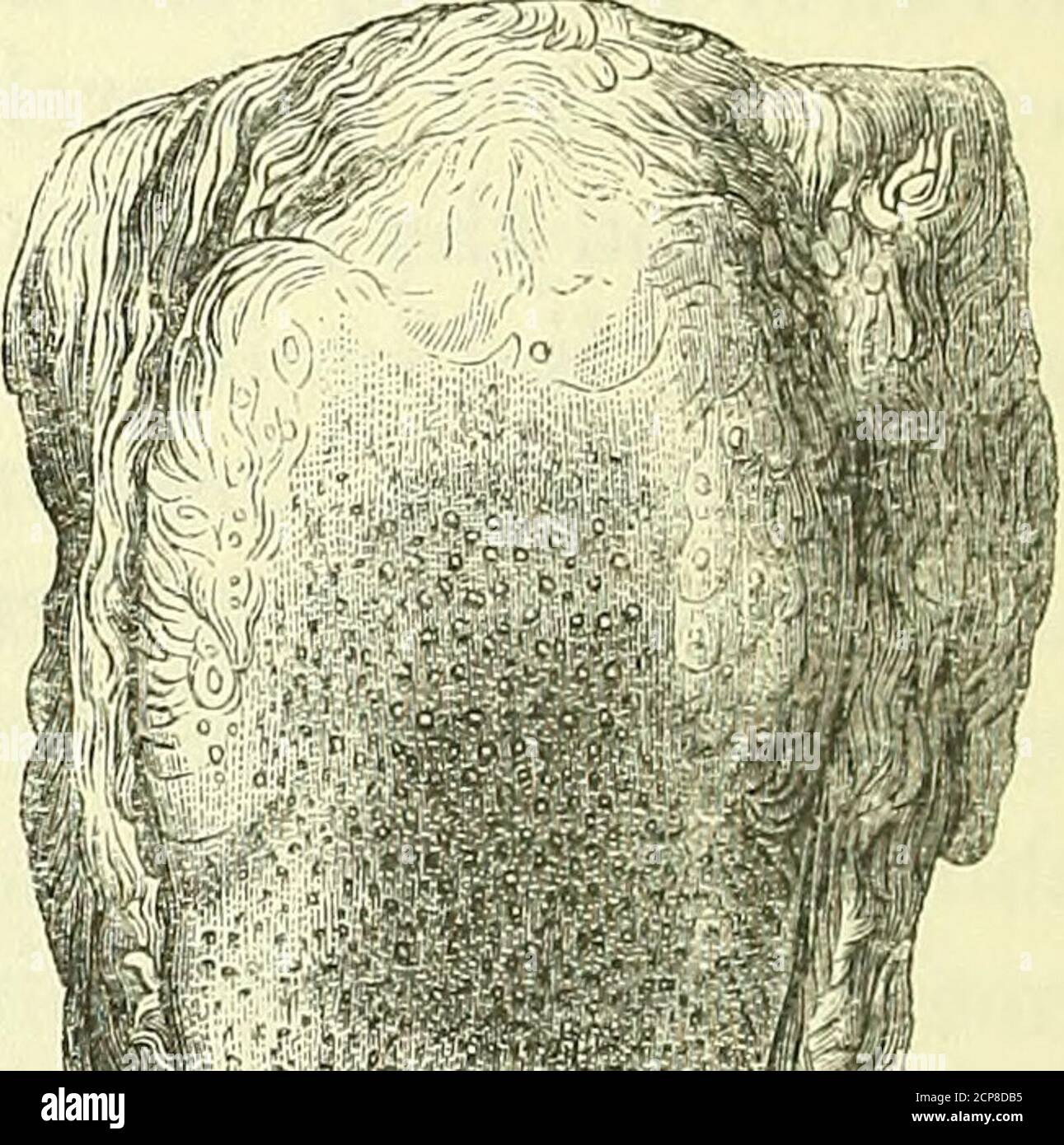 . On the anatomy of vertebrates [electronic resource] . ts margins ...