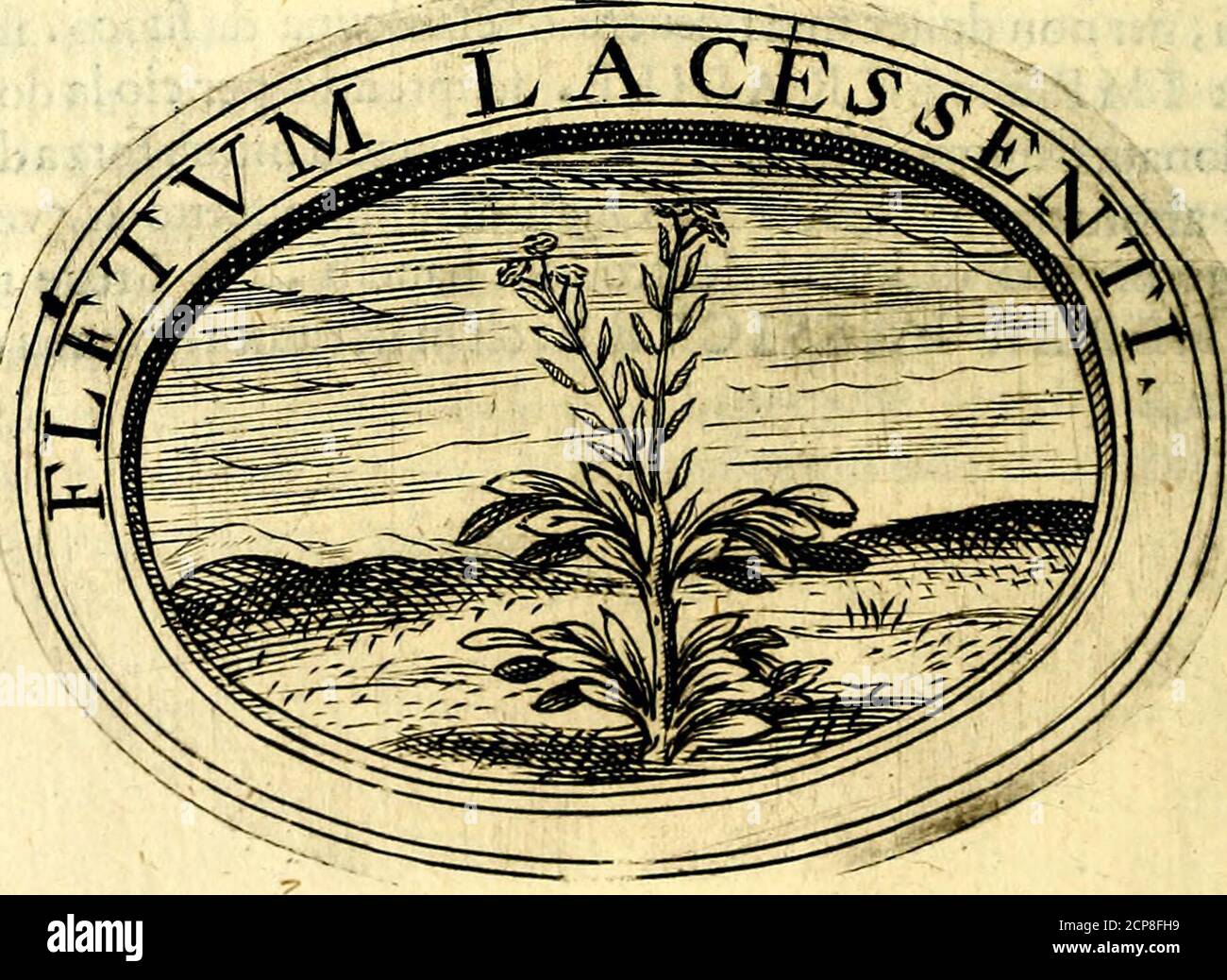 Mafti hi-res stock photography and images - Alamy