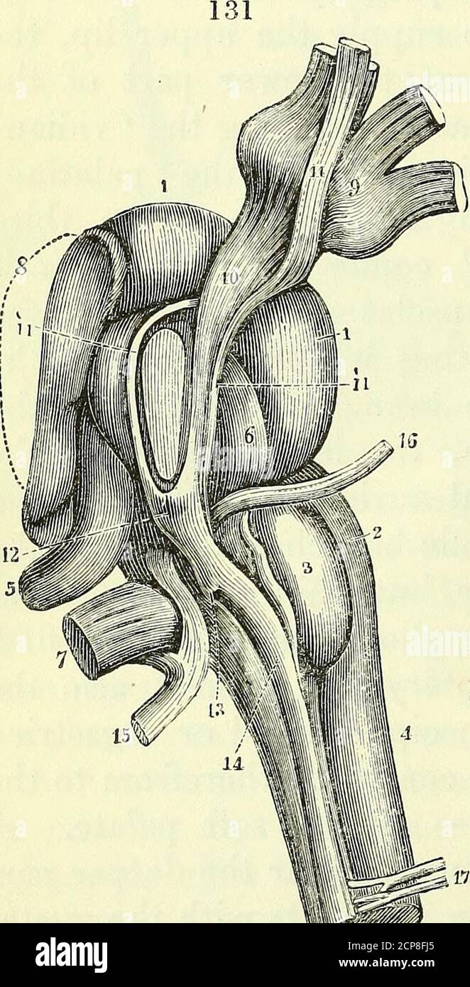 . On the anatomy of vertebrates [electronic resource] . fibres from the ...