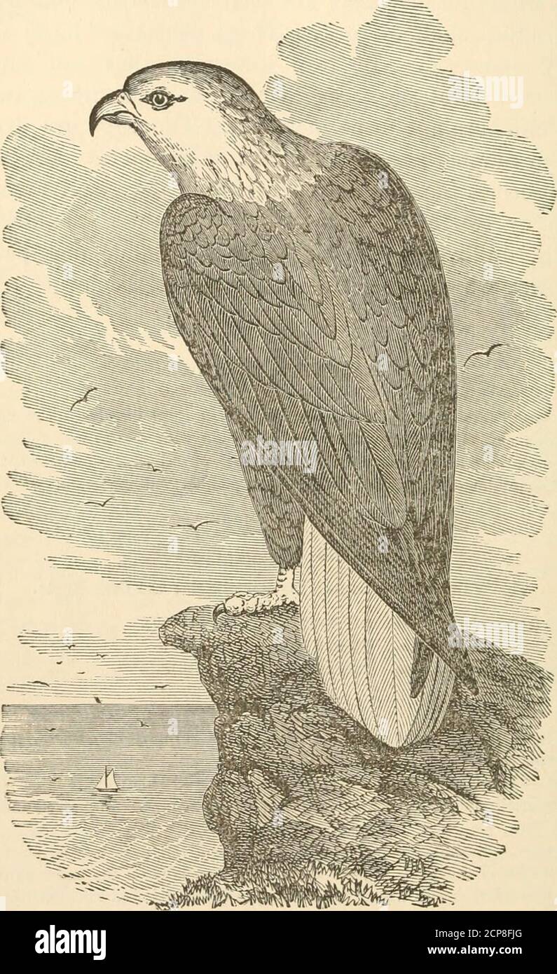 Hooked bill rather short hi-res stock photography and images - Alamy