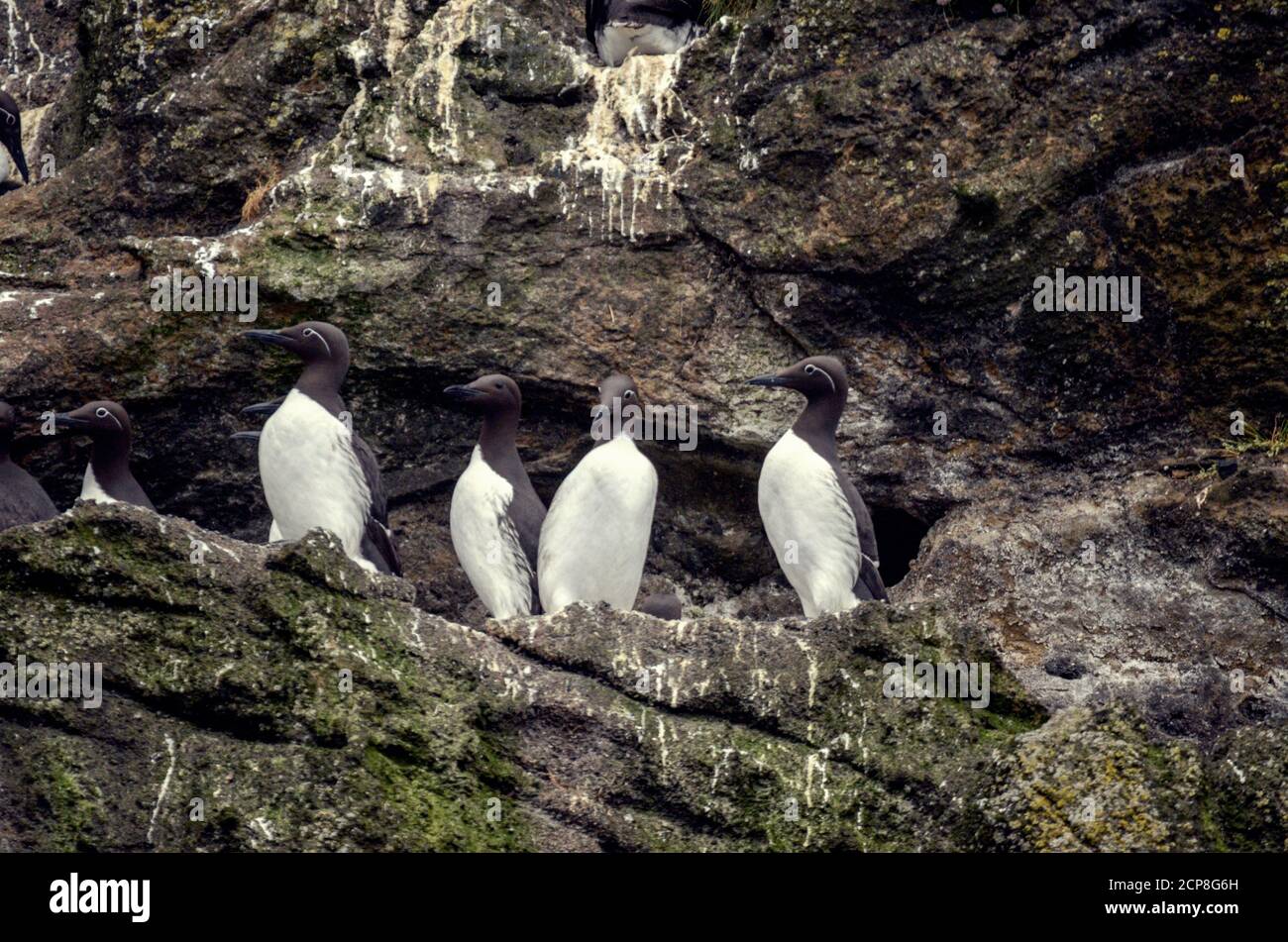 A flock of Birds nesting in cliffs in Westman Islands Iceland, Common ...