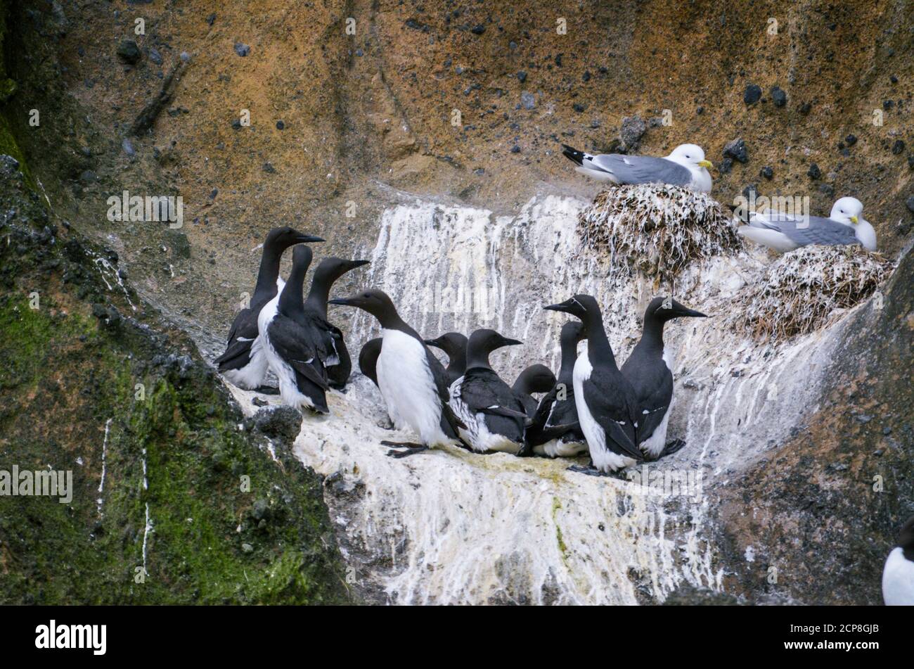A flock of Birds nesting in cliffs in Westman Islands Iceland, Common ...