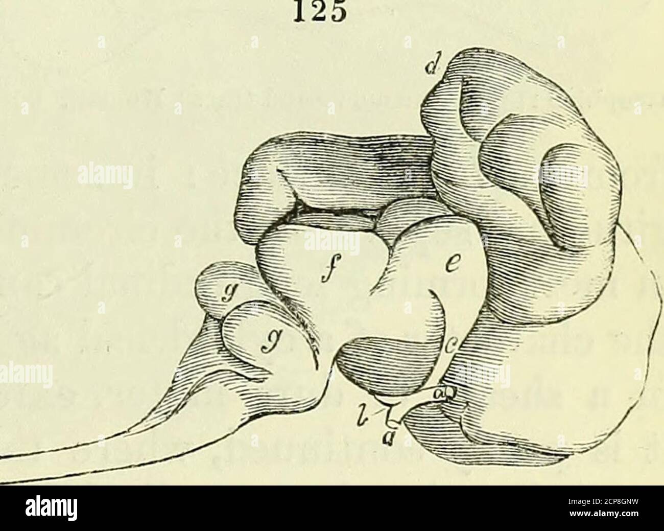 . On the anatomy of vertebrates [electronic resource] . ogue of the ...