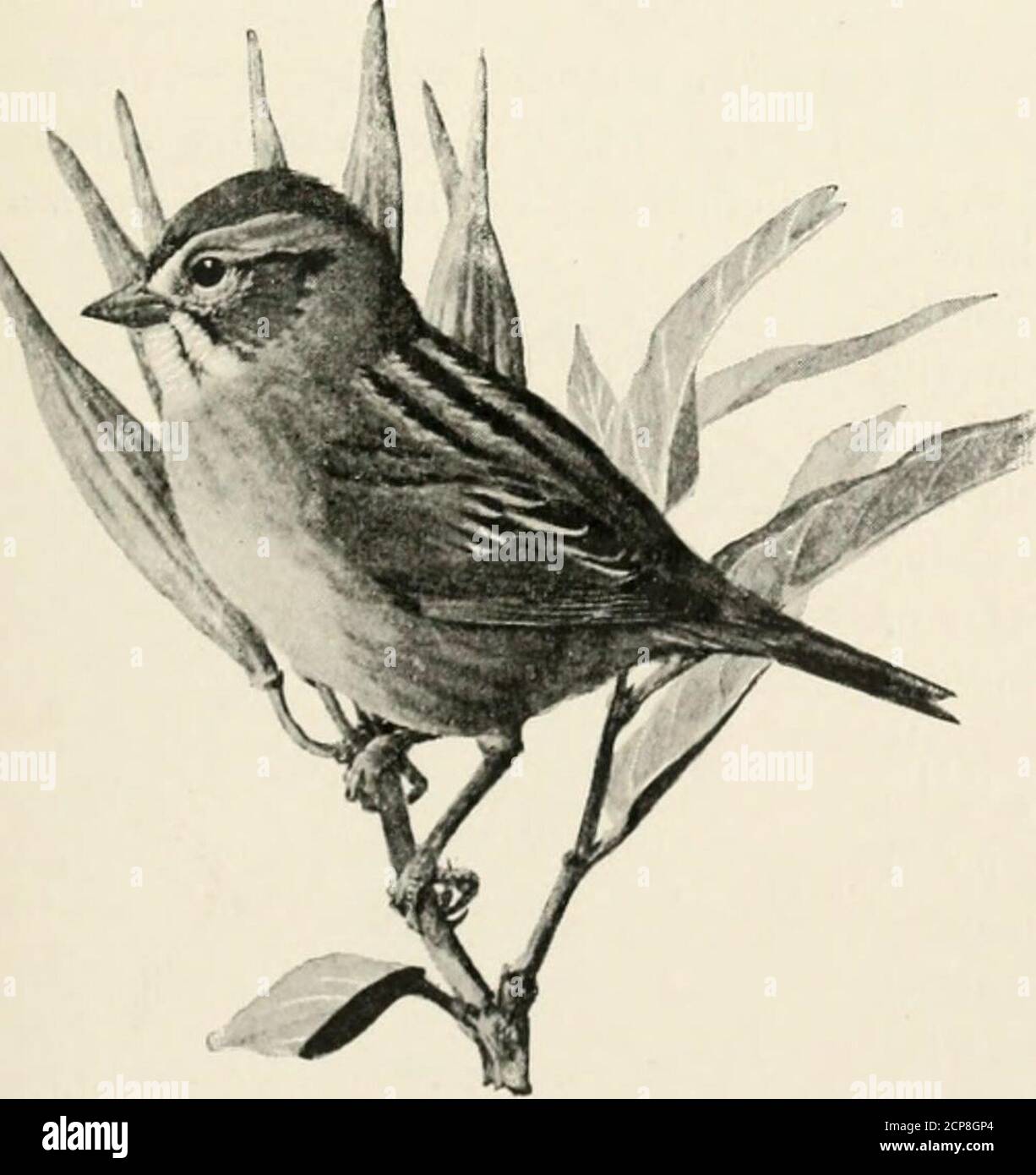 Mexican Sparrow High Resolution Stock Photography and Images - Alamy