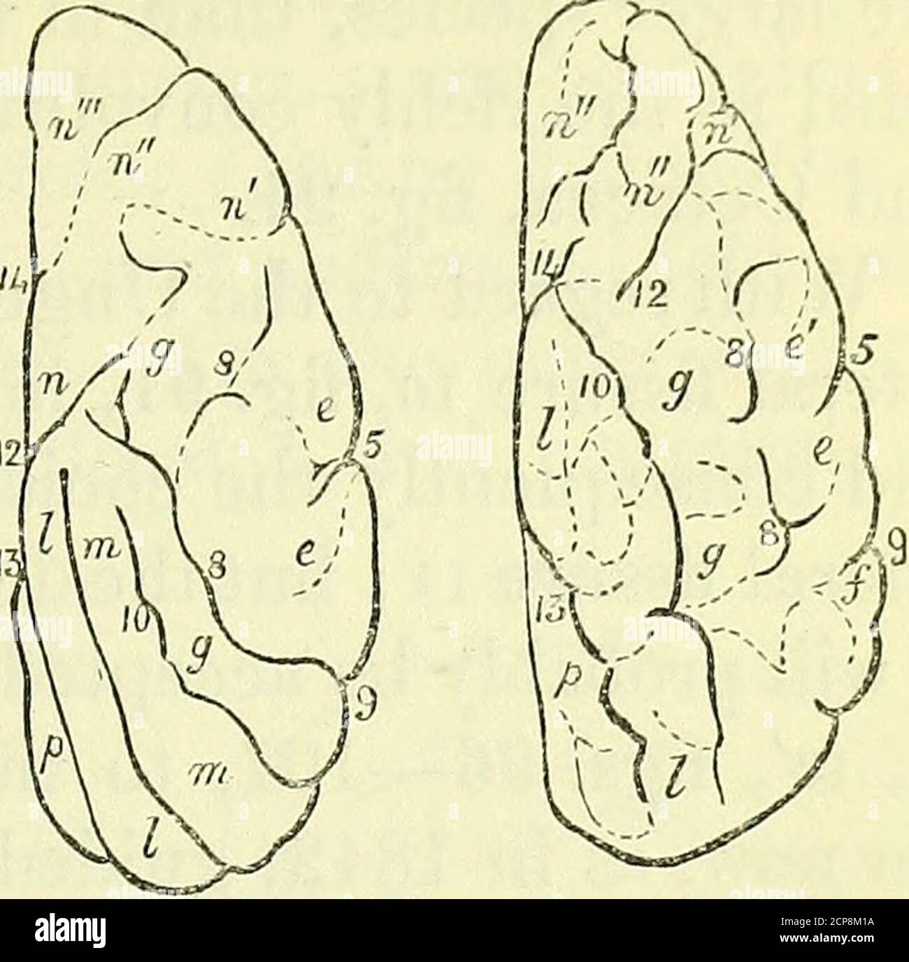 Hippopotamus anatomy hi-res stock photography and images - Alamy