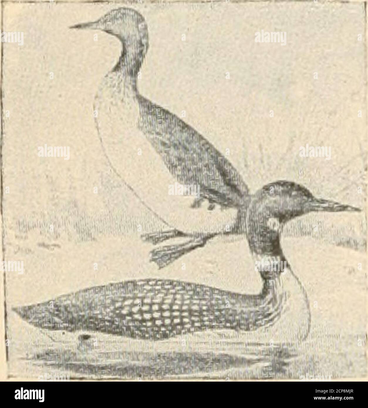 Webbed back toe hi-res stock photography and images - Alamy