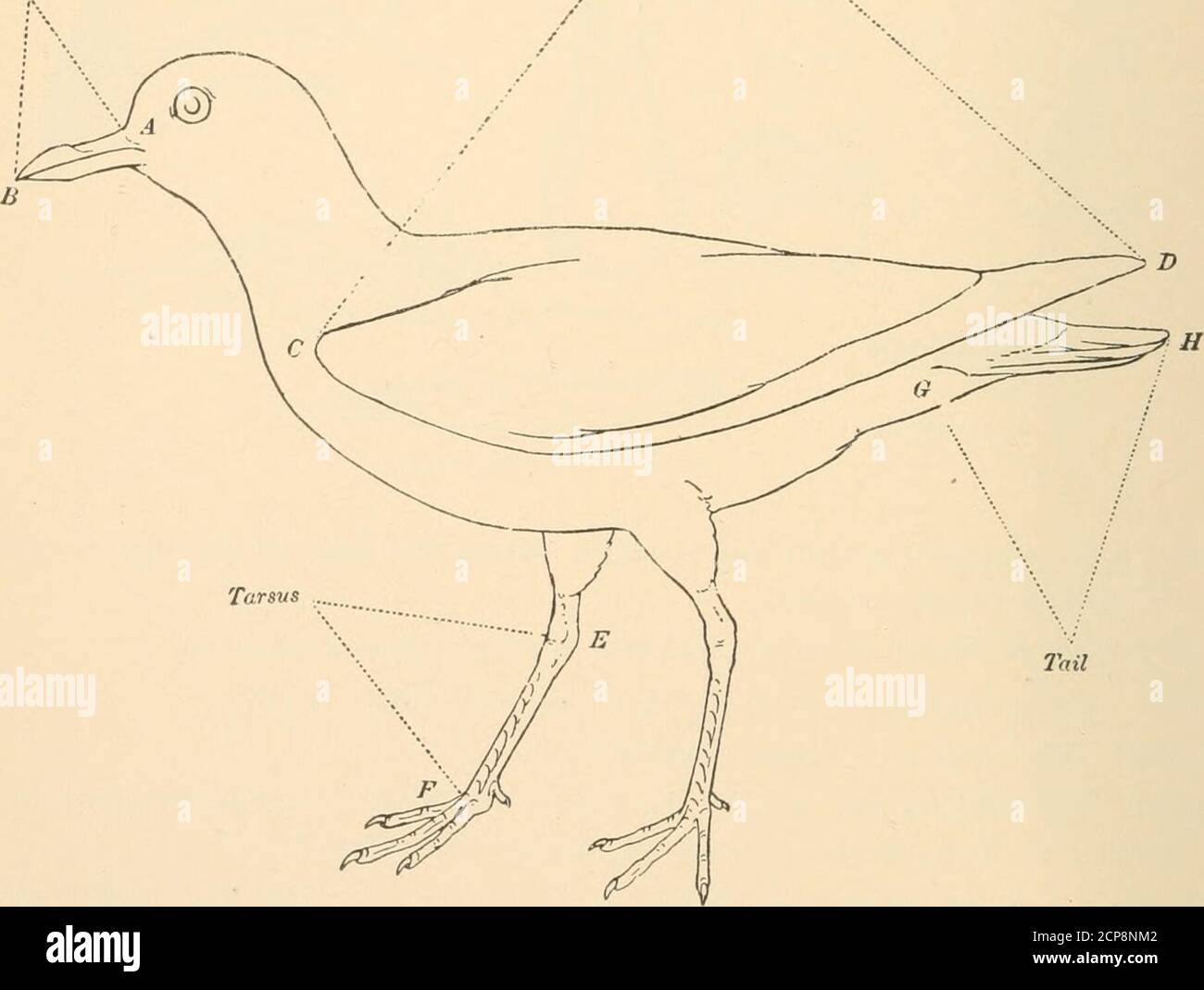 Tip line bill hi-res stock photography and images - Alamy