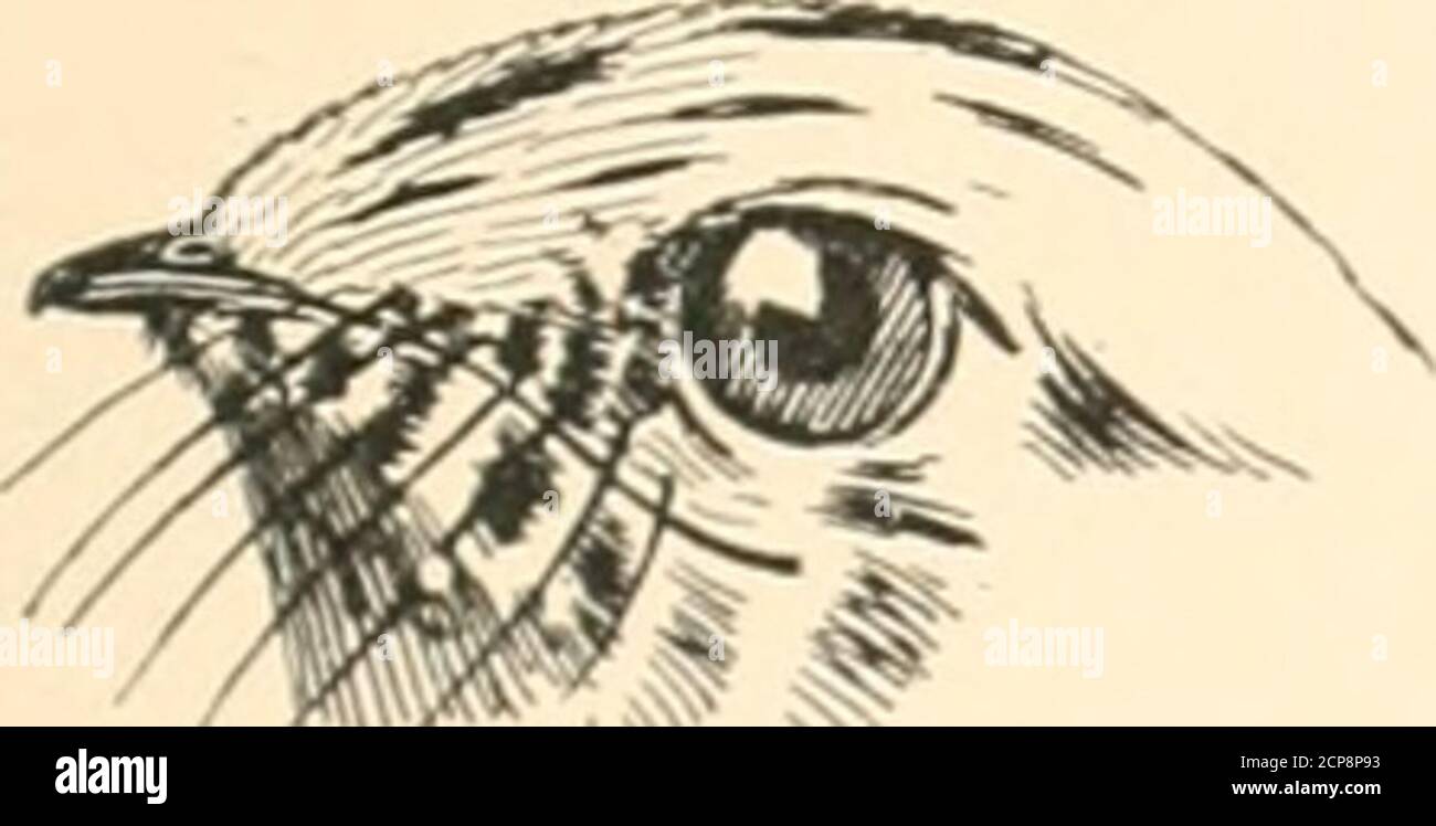 . The birds of eastern North America known to occur east of the ...