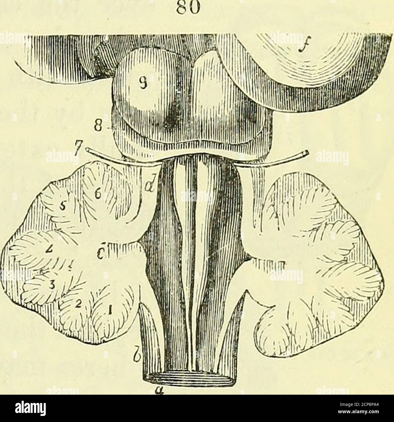 . On the anatomy of vertebrates [electronic resource] . Lepus. d Corpus ...