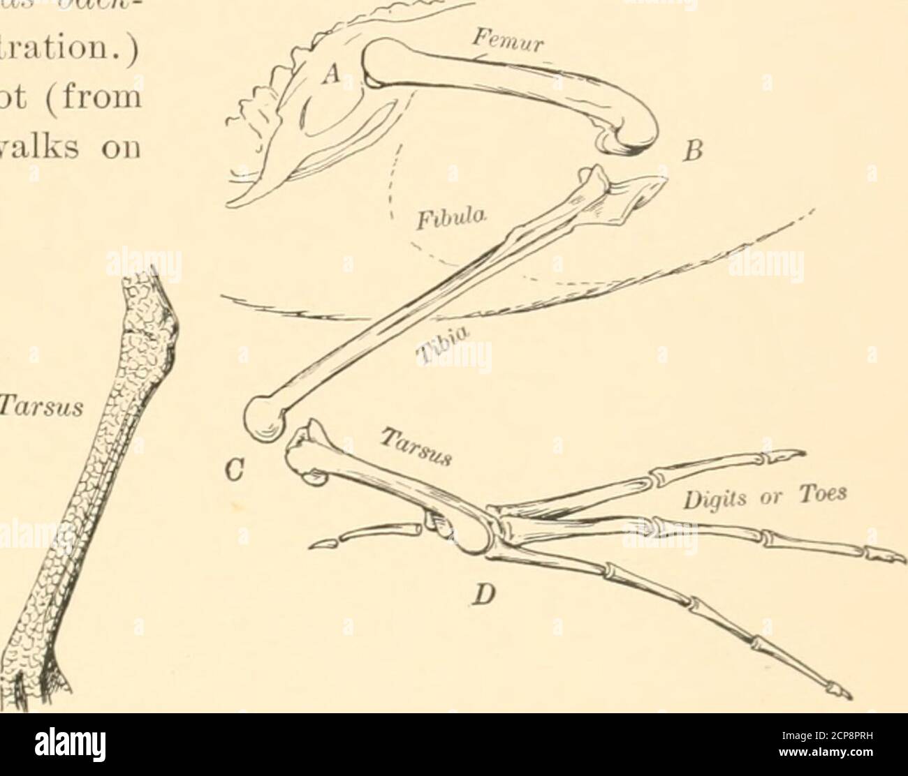 . The birds of eastern North America known to occur east of the ...