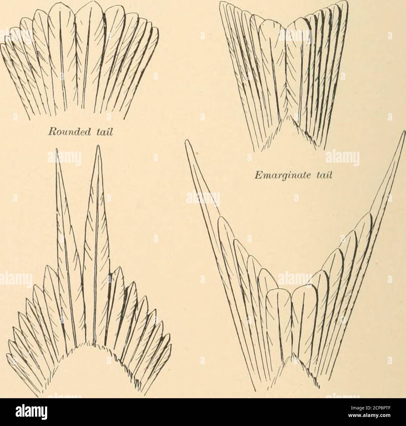 . The birds of eastern North America known to occur east of the ...