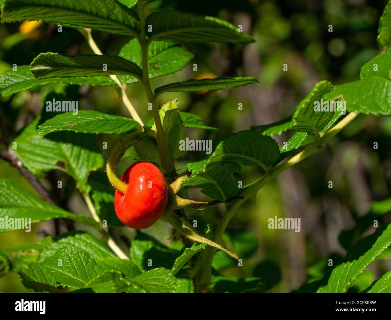 Little berry fruits in Quebec, Canada Stock Photo - Alamy
