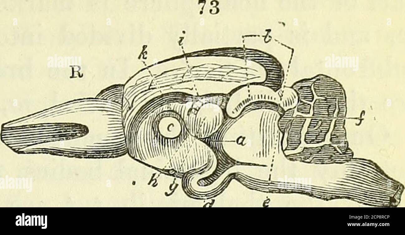 . On the anatomy of vertebrates [electronic resource] . Brain of ...
