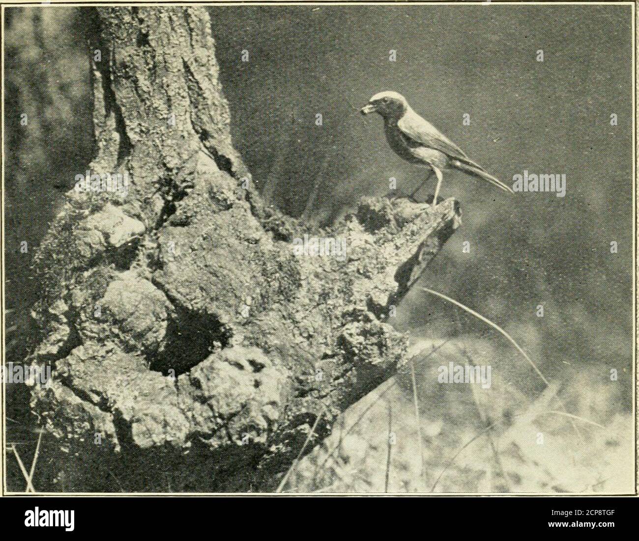 Brown creeper and nest hi-res stock photography and images - Alamy