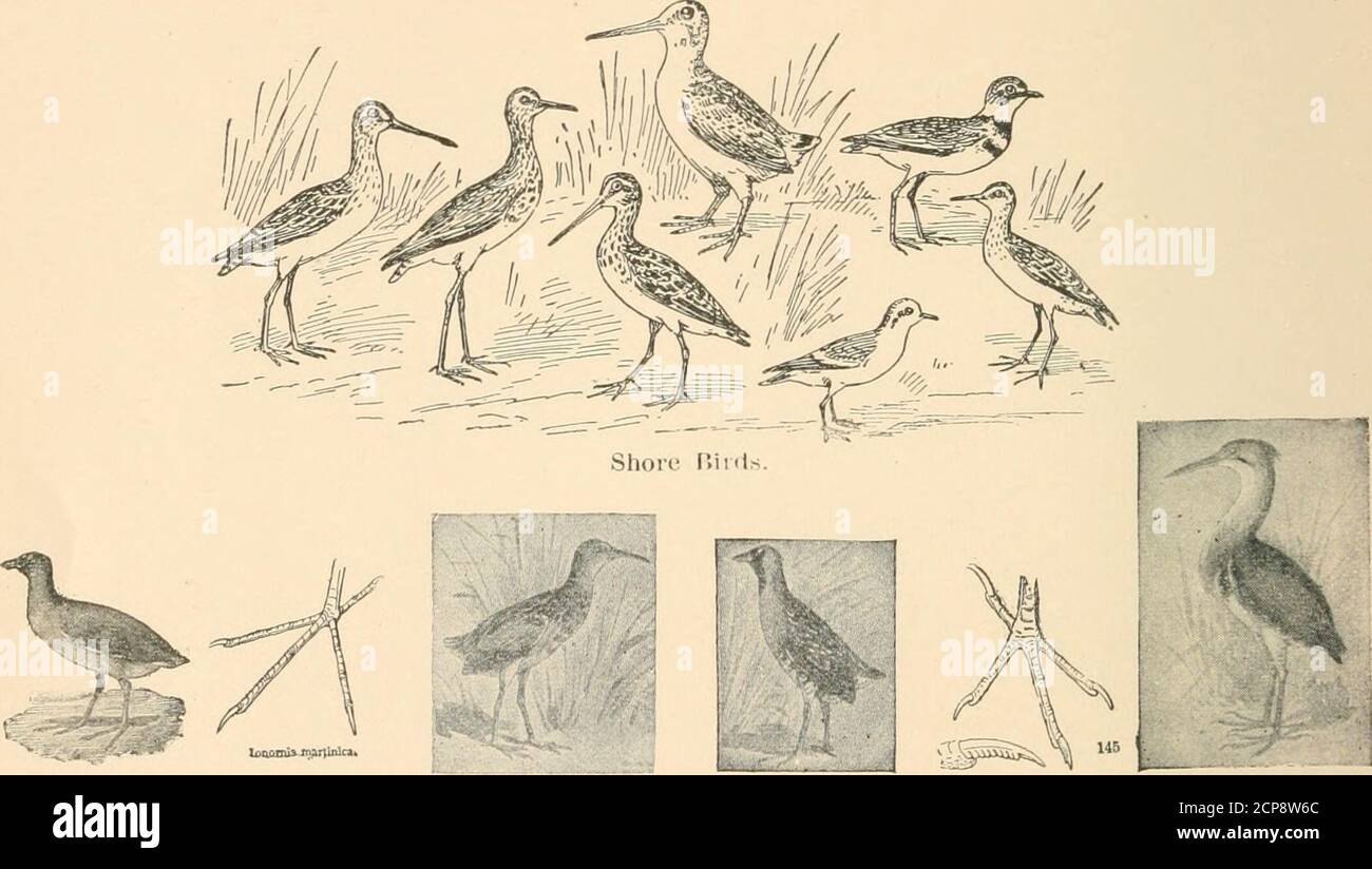 Tibia feathered hi-res stock photography and images - Alamy