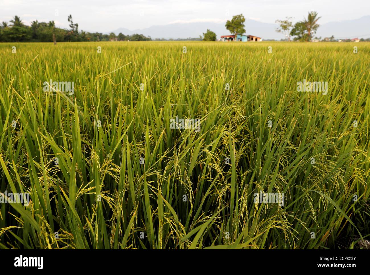 Palay palay hi-res stock photography and images - Alamy