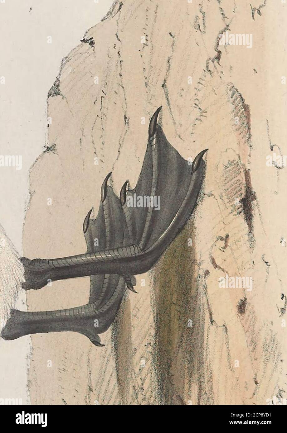 . The birds of Europe . erysimple, the mantle and wing-coverts being ...