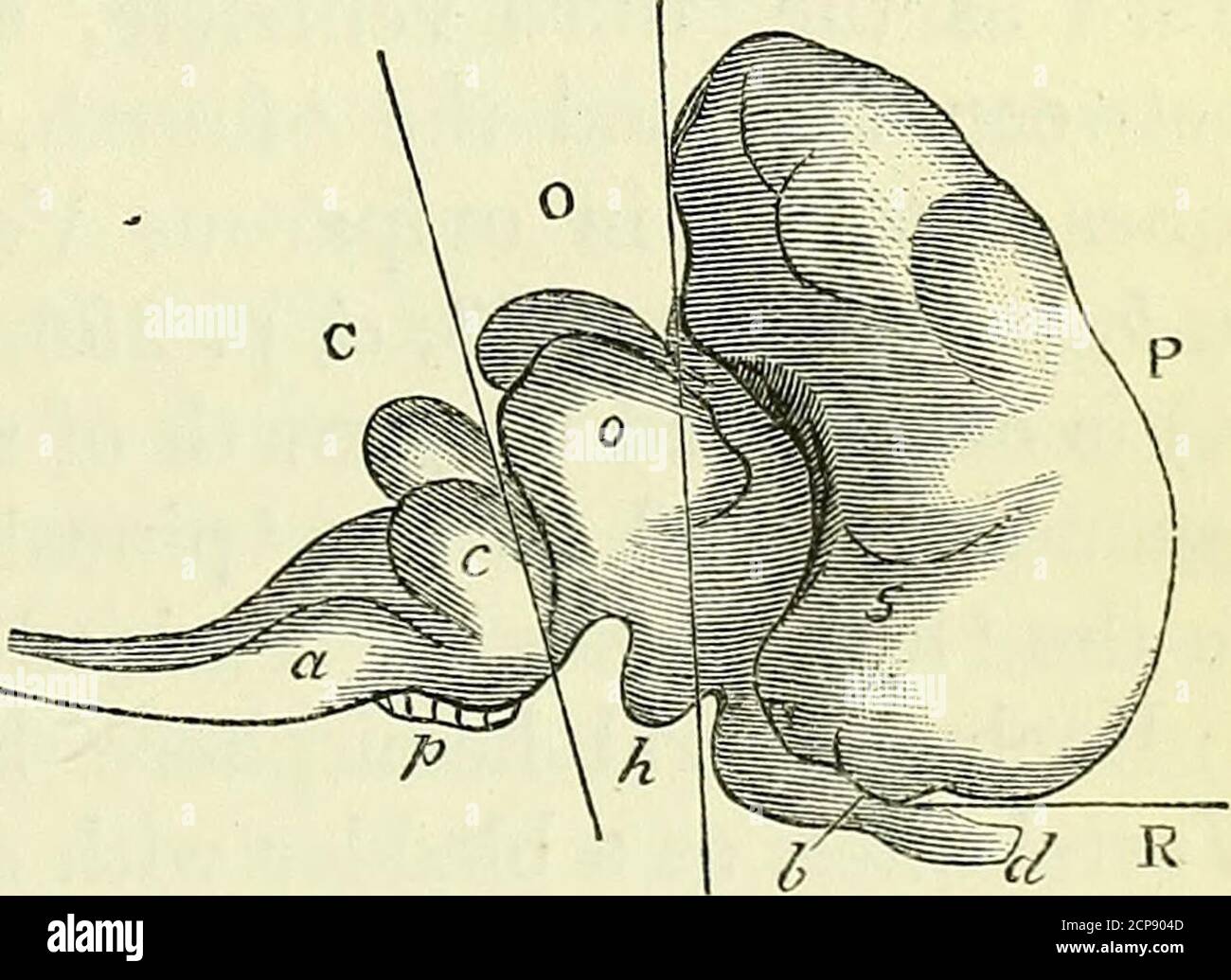 . On the anatomy of vertebrates [electronic resource] . Brain of ...