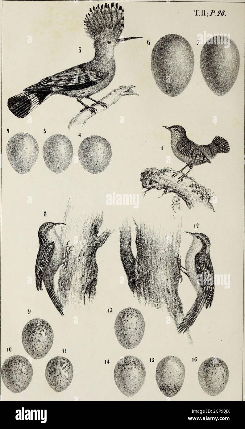 Bec fin et pointu hi-res stock photography and images - Alamy