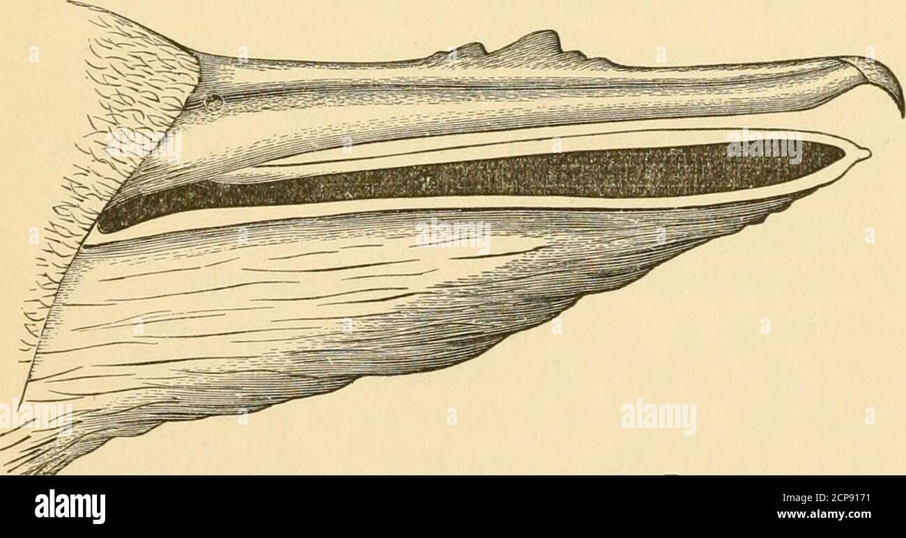 Pelecanus trachyrhynchus hi-res stock photography and images - Alamy