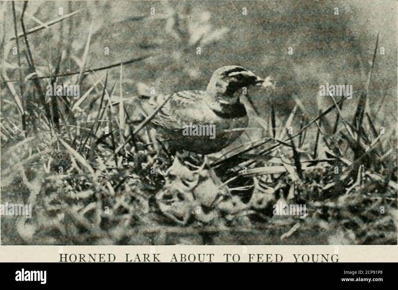 Clan chi hi-res stock photography and images - Alamy