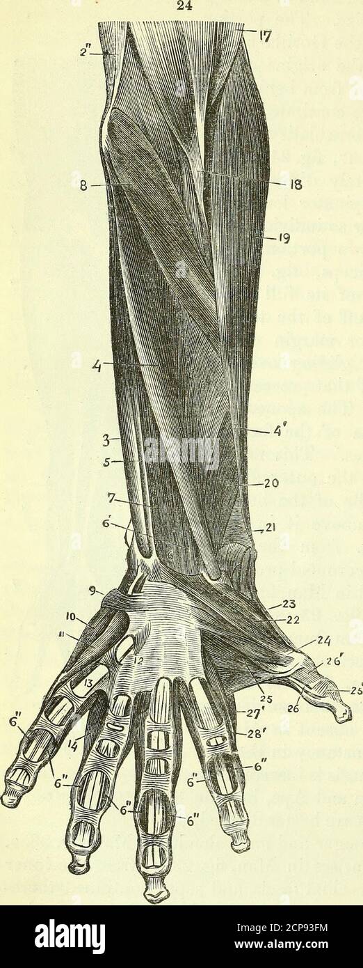 Gorilla Arm Anatomy
