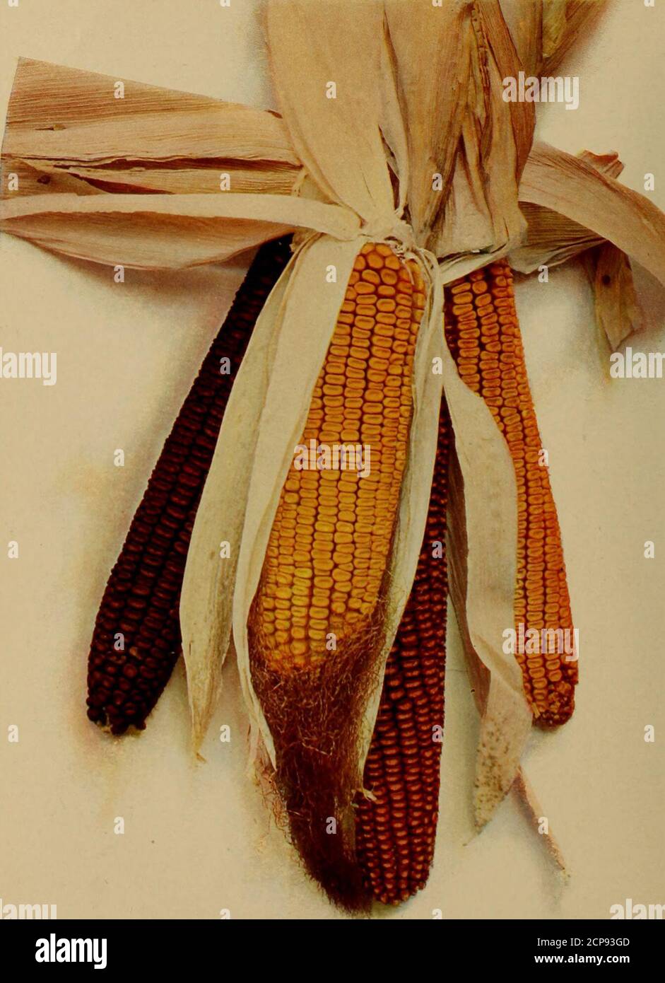 Cornhusking hi-res stock photography and images - Alamy