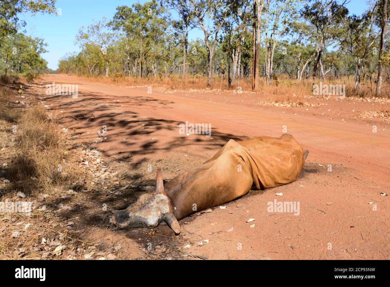 Cattle roadkill along the Central Arnhem Road, East Arnhem Land ...