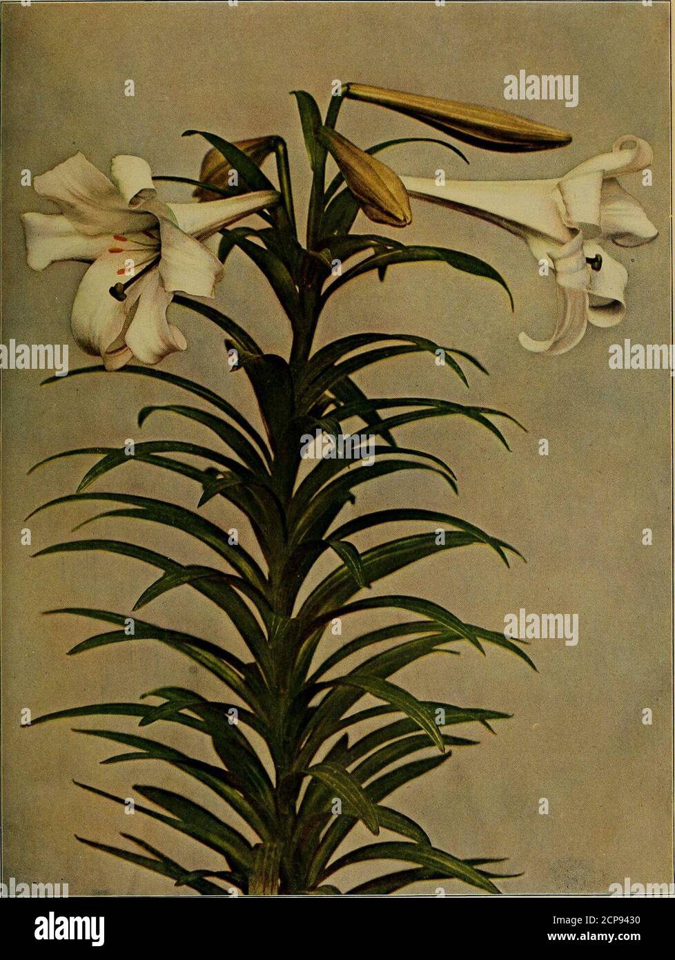 . Birds and nature . turn, however, the Roman Pascha be-cime ...