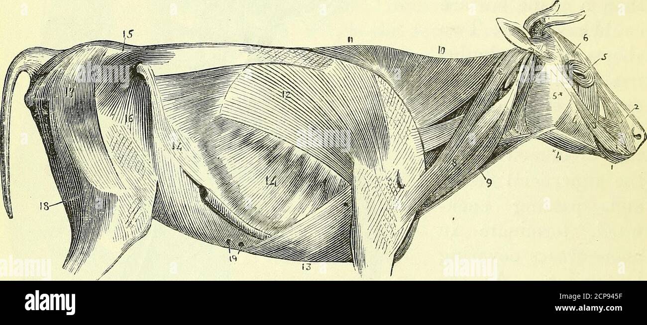 . On the anatomy of vertebrates [electronic resource] . TES. subjacent ...