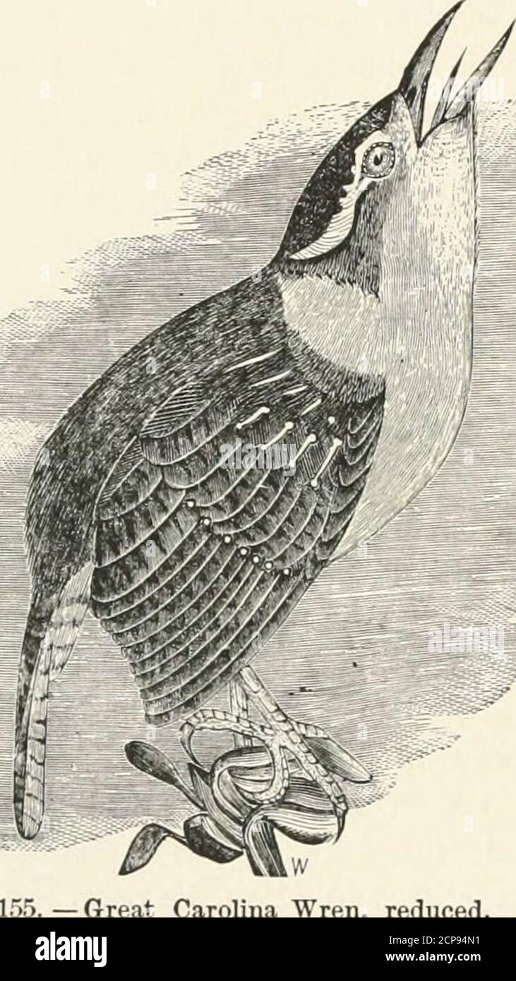 Wren uniform hi-res stock photography and images - Alamy