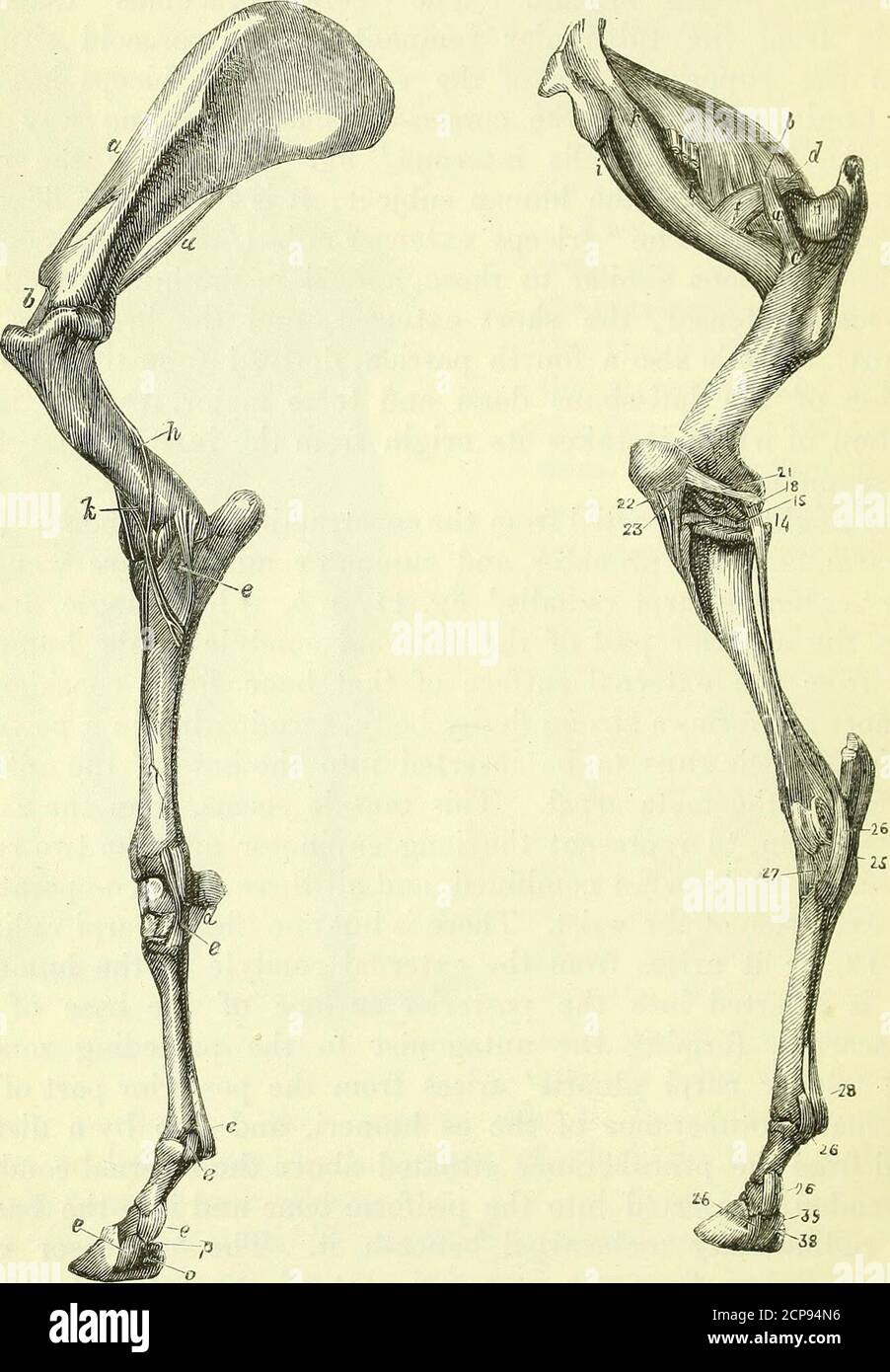 . On the anatomy of vertebrates [electronic resource] . r surface of ...