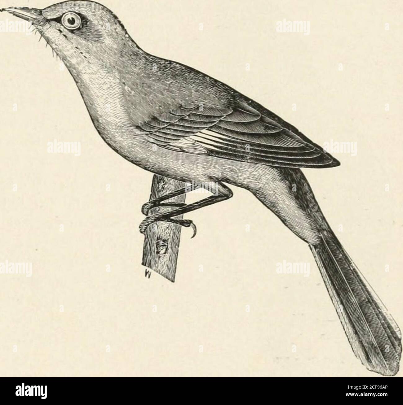 . Key to North American birds. Containing a concise account of every ...