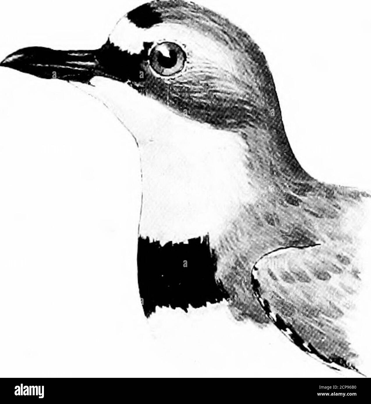 Black nape and throat Black and White Stock Photos & Images - Alamy